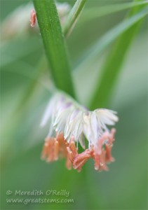 Great Stems | garden adventures. wildlife welcome. | Page 8