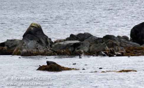Alaska: Sitka, Sea Otters, and the Sound | Great Stems